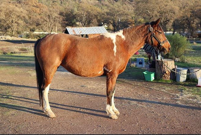 Vocal Cues and Why I love Them!